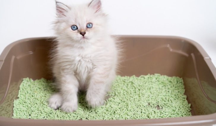 Kedim Kumunu Yiyor - Kediler Kedi Kumu Yer mi, Neden Yer? - Muhiku