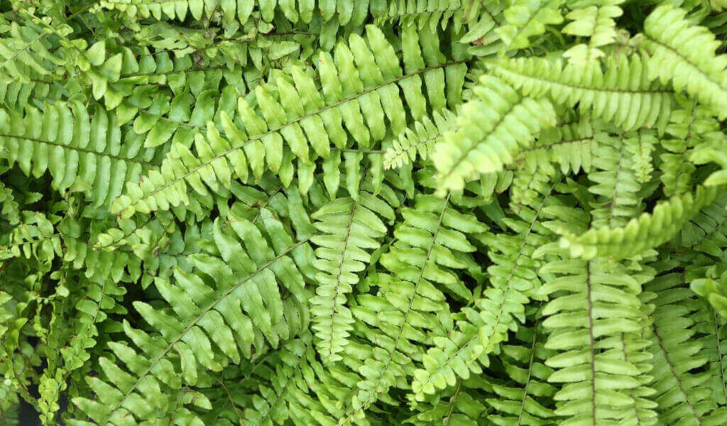 Sarkan Çiçek Türleri ve Özellikleri Nelerdir? | Muhiku