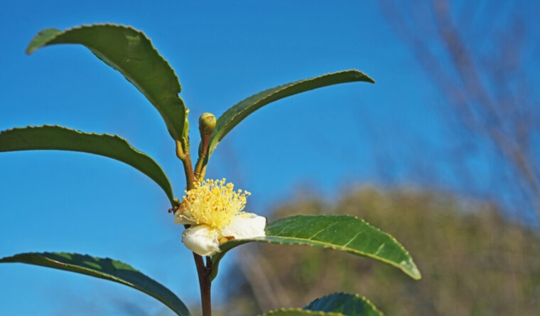 Çay Çiçeği Bakımı Nasıl Yapılır? Çeşitleri ve Özellikleri Nelerdir ...