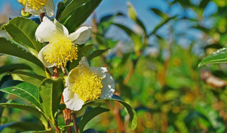 Çay Çiçeği Bakımı Nasıl Yapılır? Çeşitleri ve Özellikleri Nelerdir ...