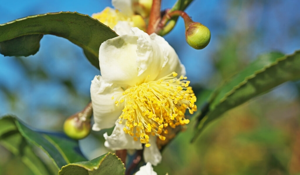 Çay Çiçeği Bakımı Nasıl Yapılır? Çeşitleri ve Özellikleri Nelerdir ...
